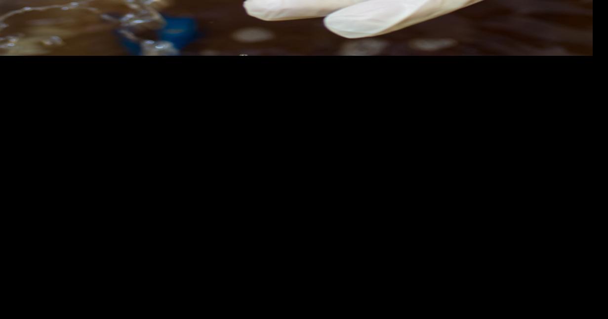 Scientists at WV lab focused on raising hellbenders | Outdoor Pursuits ...