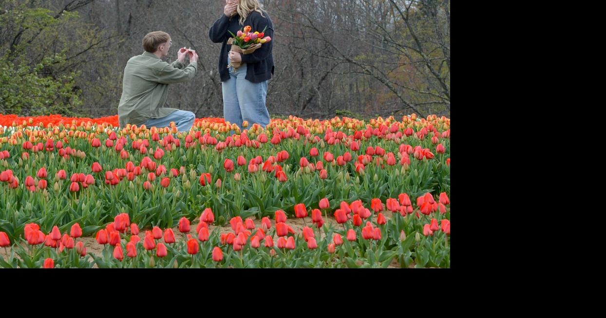 Nate Yongue proposes to Andrea Jones in Gritt's tulip fields | Kanawha ...