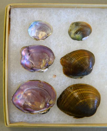 Team effort brings mussel, once feared extinct, back to Ohio River ...