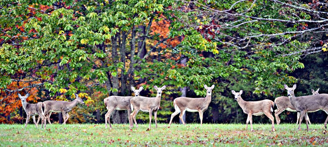 Where to find WV’s brightest fall foliage | Life & Arts | wvgazettemail.com