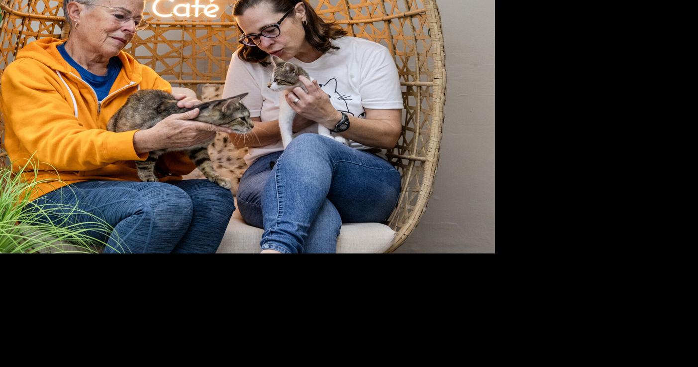 Cups & Cats Cafe, adopt kittens downtown Charleston, WV | Business ...
