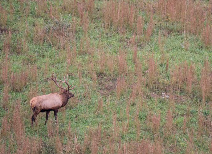 A tourist's-eye view of a West Virginia 'elk-management' tour ...
