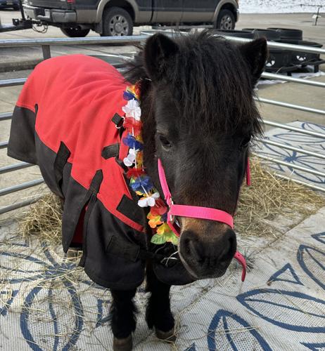 Muffin the mini pony | | wvgazettemail.com