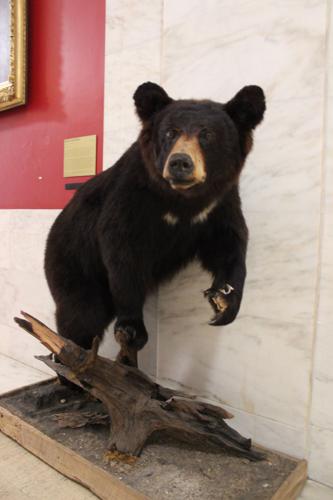Vandalism of bear at office of attorney general called 'serious crime ...