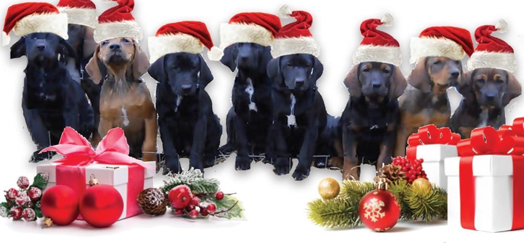 Was it the cornbread? Red House rescue dog has 10-puppy litter | Metro ...