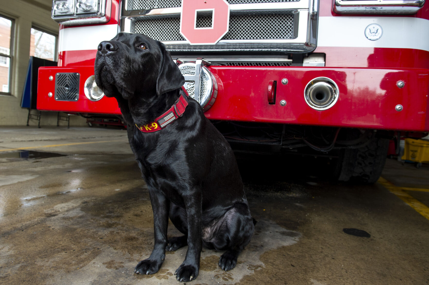 Photos: Meet Pancake, the Charleston Fire Department's first accelerant ...