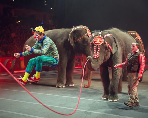 performing elephants