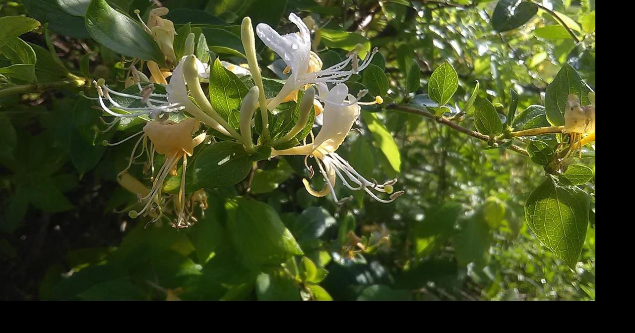 Good to Grow: Flowers and their meanings throughout the year ...