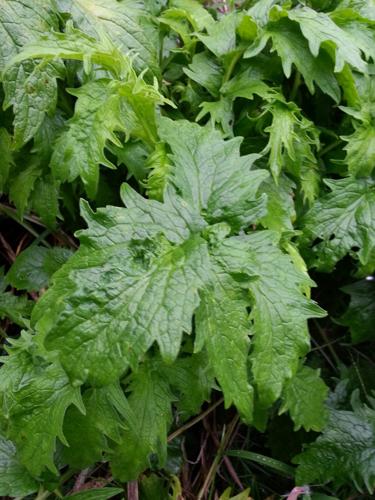 Garden Guru: Giant hogweed is causing a rash of skin rashes | Life ...