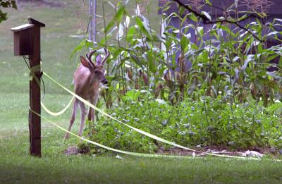 Charleston urban deer hunt brings in record numbers | Outdoor Pursuits ...