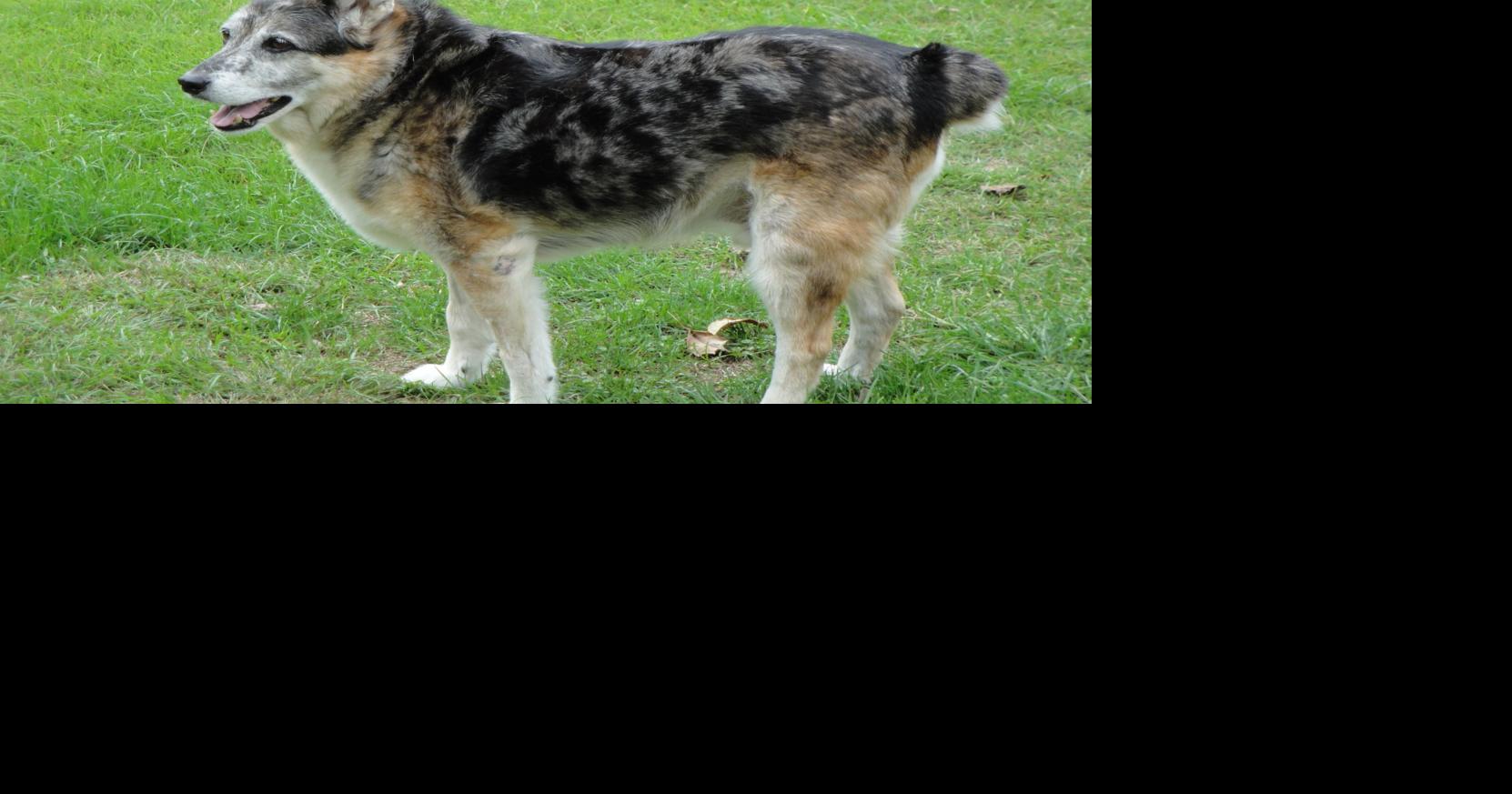 Stray dog, family lucky to find each other | Life & Arts ...