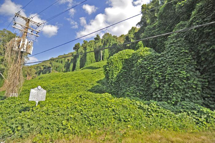 Kudzu is a growing problem for the state | News | wvgazettemail.com