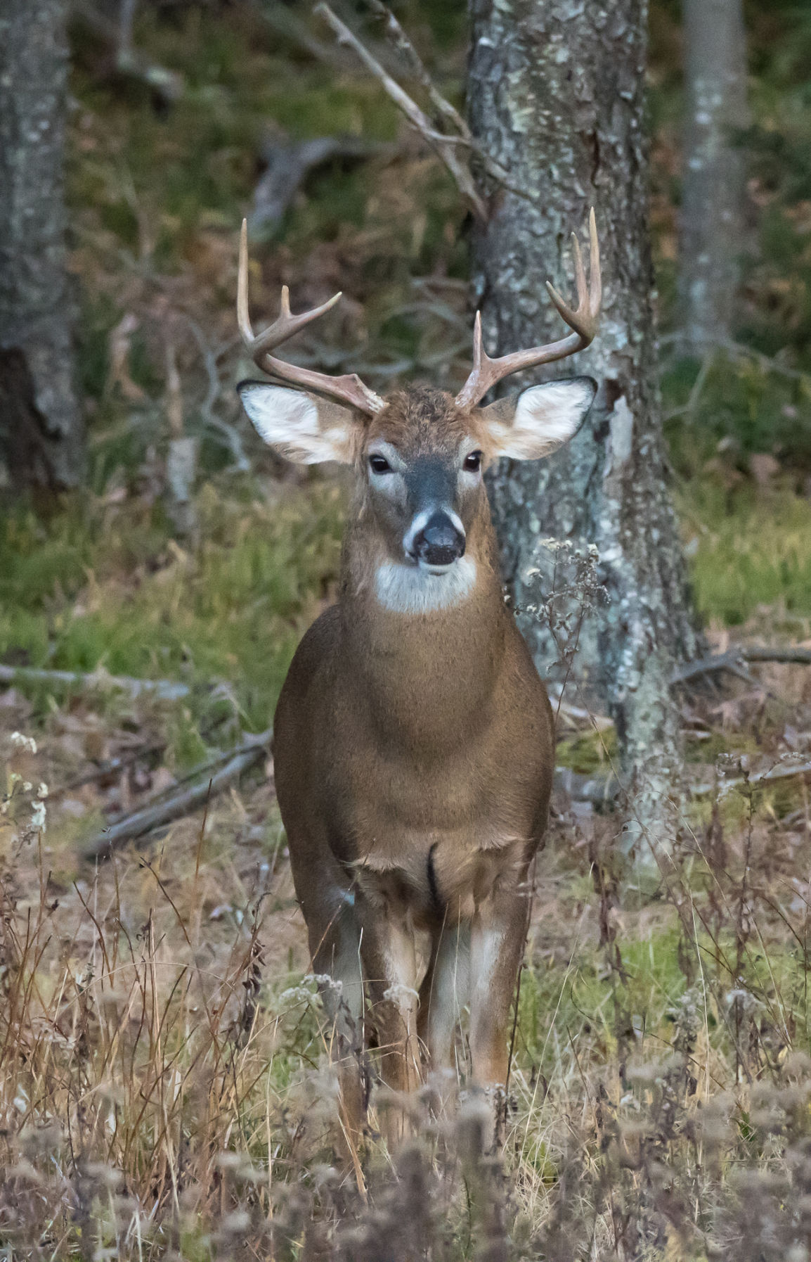 WV DNR expects good buck season, despite scattered whitetail herds ...