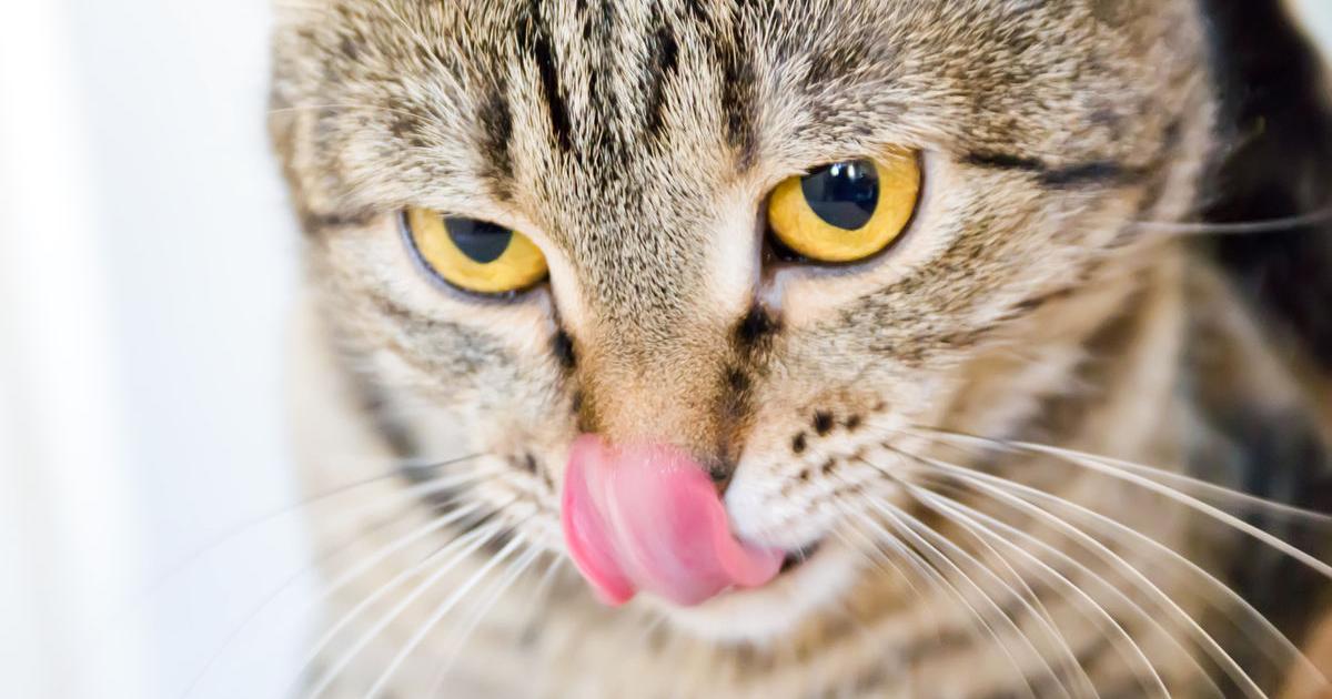 Ask the Vet: Twelve steps to a healthier, leaner cat | Ask the Vet ...