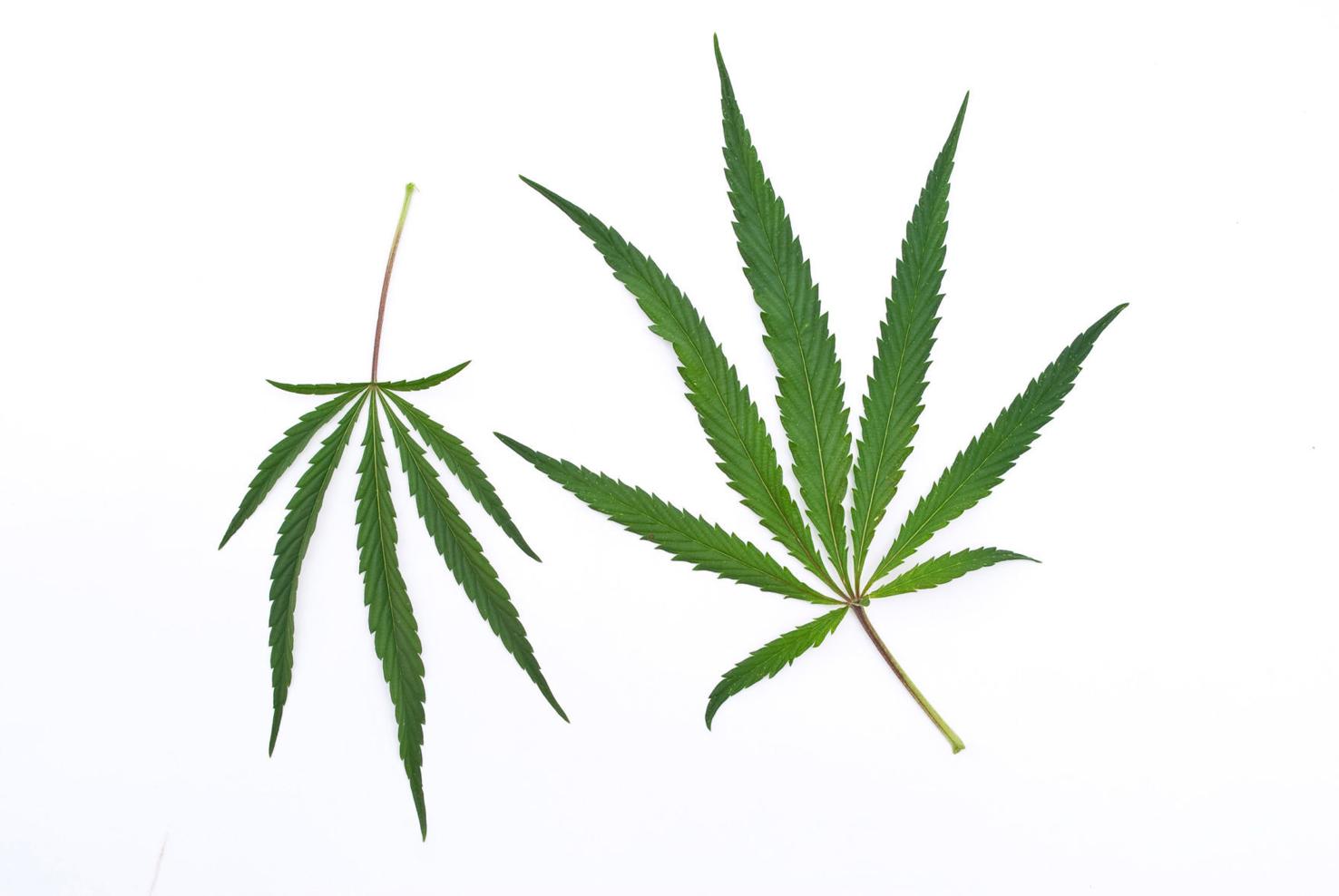 Leif Larson: Regulation, not prohibition, needed on hemp (Opinion) | Op ...