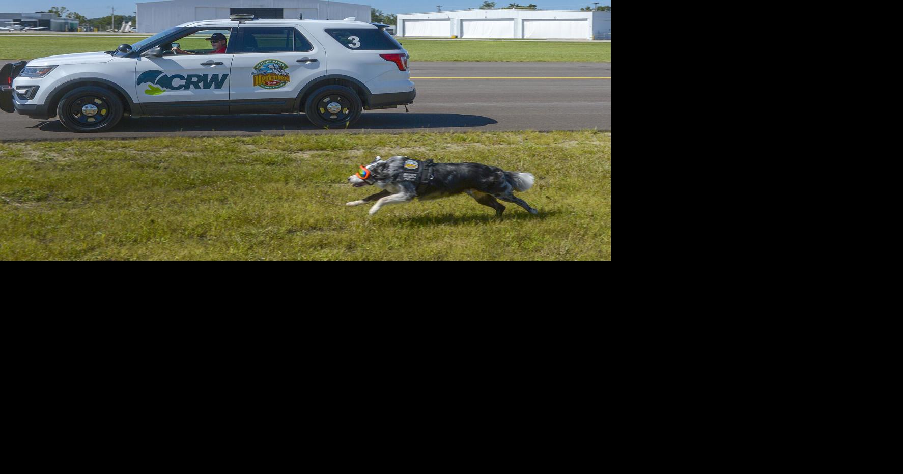 Wildlife patrol dog, handler are Charleston airport's 'dynamic duo ...