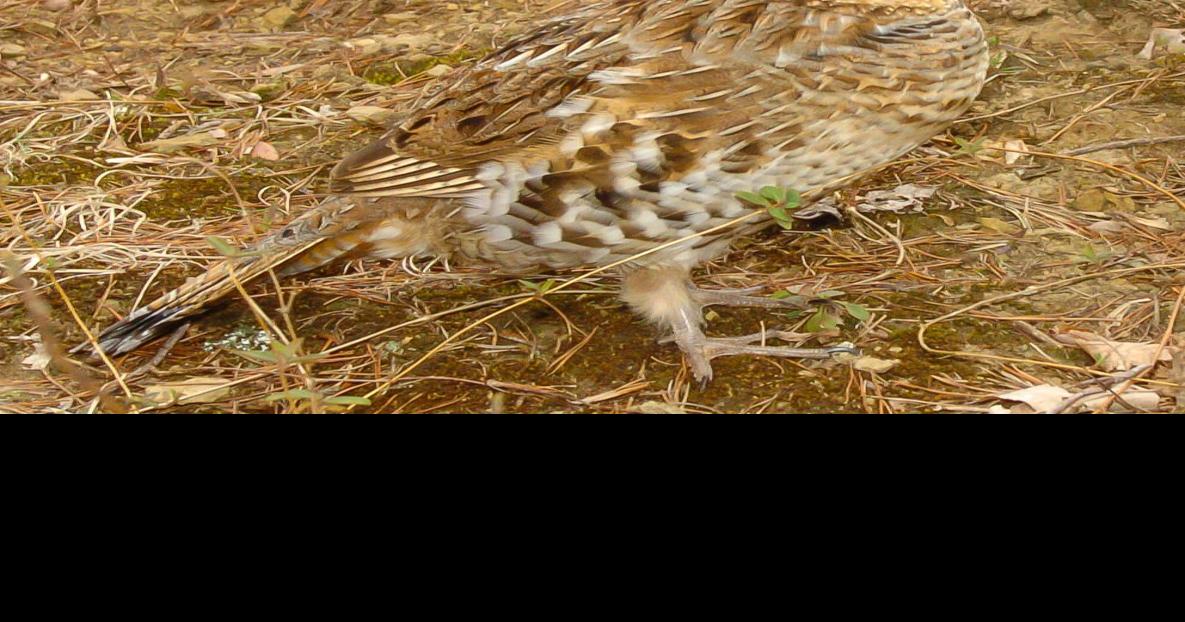 WV’s grouse numbers decline, woodcock numbers stay flat | Outdoor ...