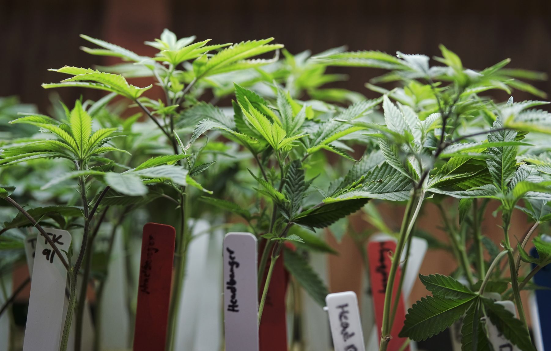 WV Supreme Court questions if marijuana odor warrants search | Legal ...