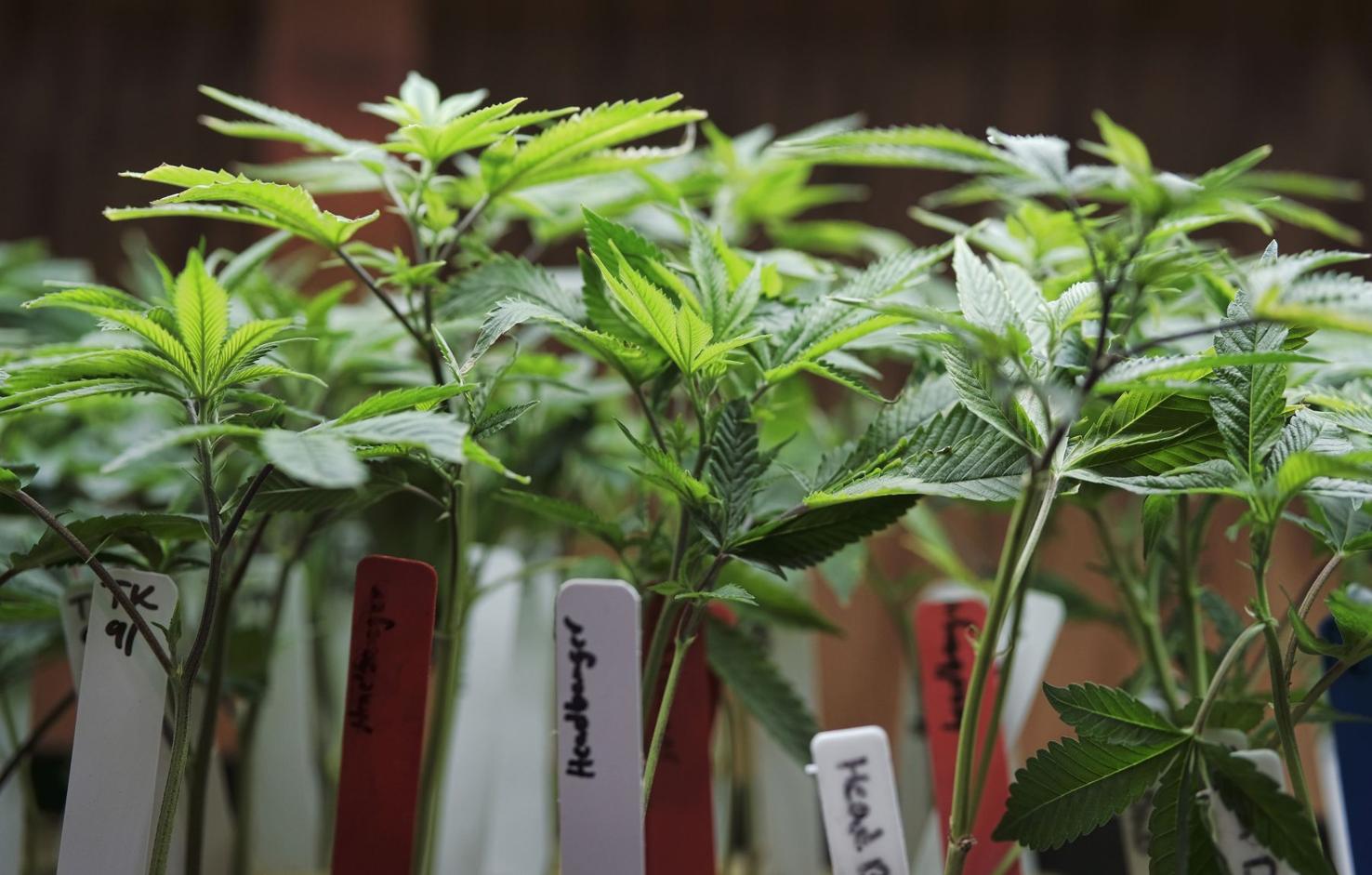 WV Supreme Court questions if marijuana odor warrants search | Legal ...