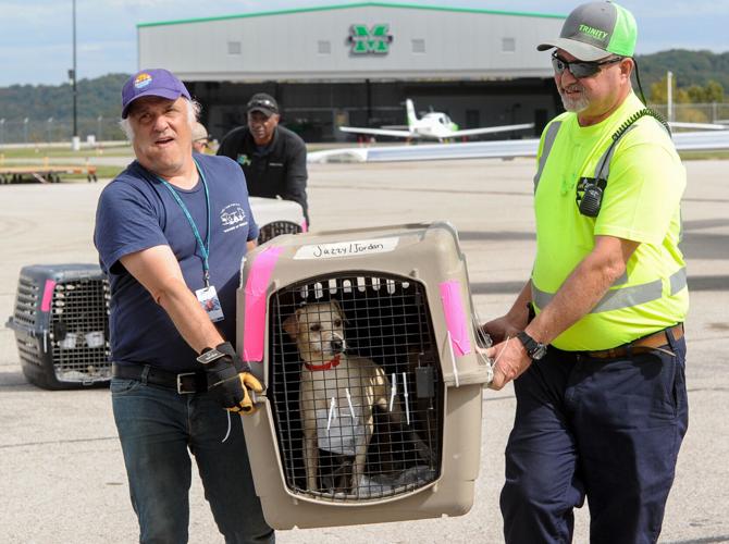 Kanawha animal shelter takes in dogs from Puerto Rico | Kanawha Valley ...