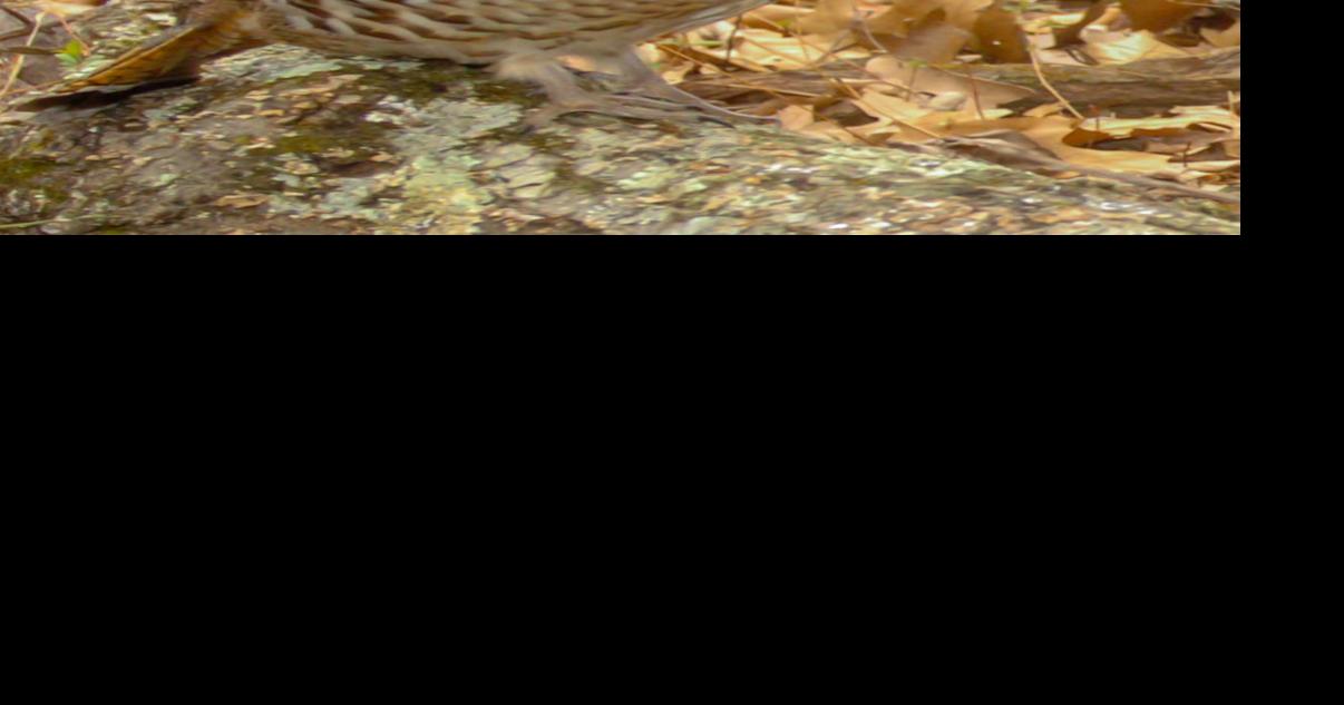 DNR seeks 'grouse cooperators' to help manage the species | Hunting ...