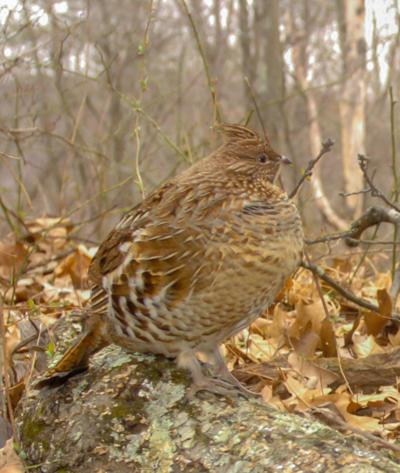 DNR seeks 'grouse cooperators' to help manage the species | Hunting ...
