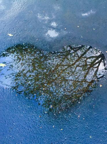 Photo of the Week: Puddle of love | Life & Arts | wvgazettemail.com