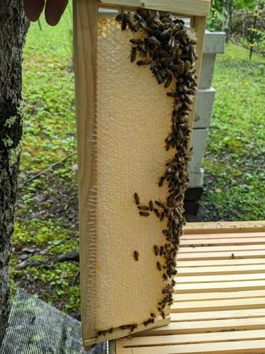 Apiary is creating a buzz at Wayne County monastery | Life & Arts ...