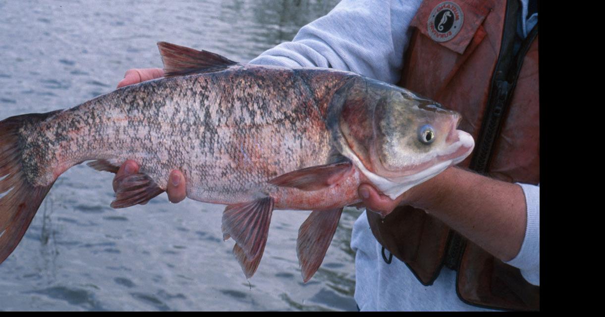 Bighead, silver carp turning up in W.Va. waters | Outdoor Pursuits ...