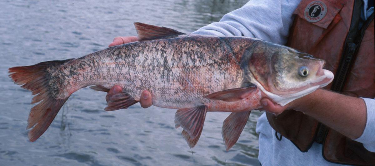 Bighead, silver carp turning up in W.Va. waters | Outdoor Pursuits ...