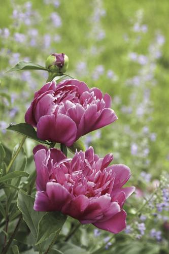 Good 2 Grow: Lipstick gardens add bright zing to landscape | Life ...