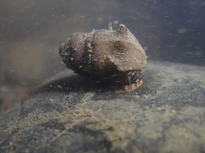 Marshall divers studying native mussels in Ohio River | Life & Arts ...