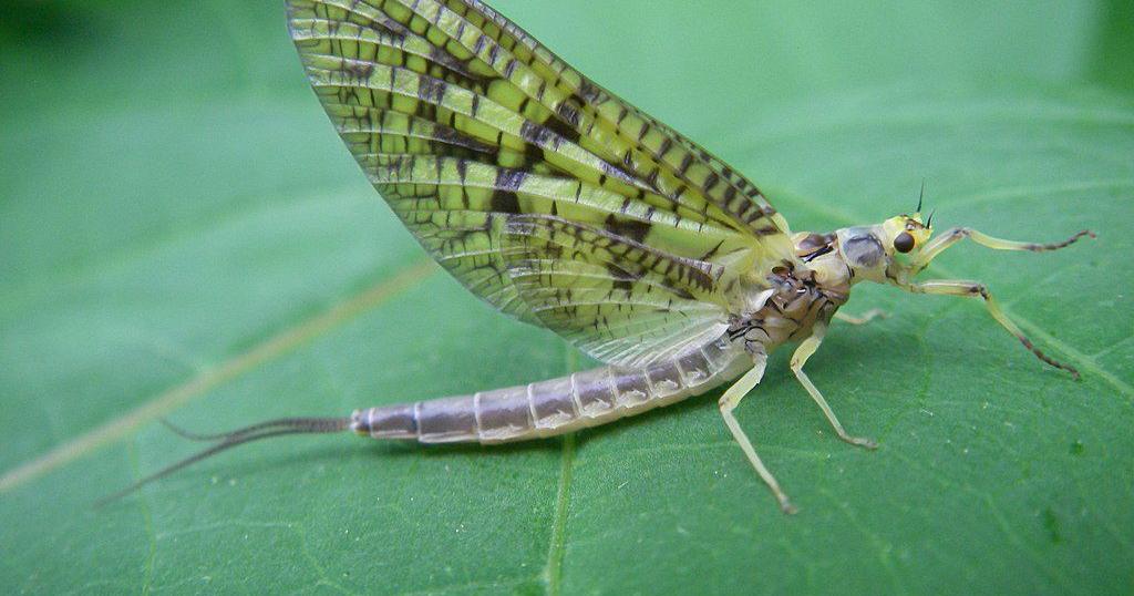 Mayflies: A fly angler's first love | Hunting & Fishing | wvgazettemail.com
