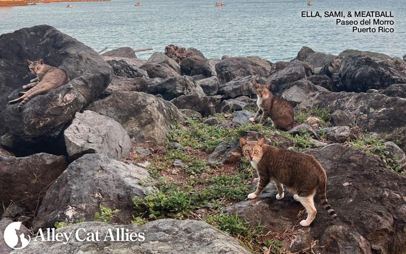 Alley Cat Allies Continues to Protect the Cats of the Paseo del Morro ...