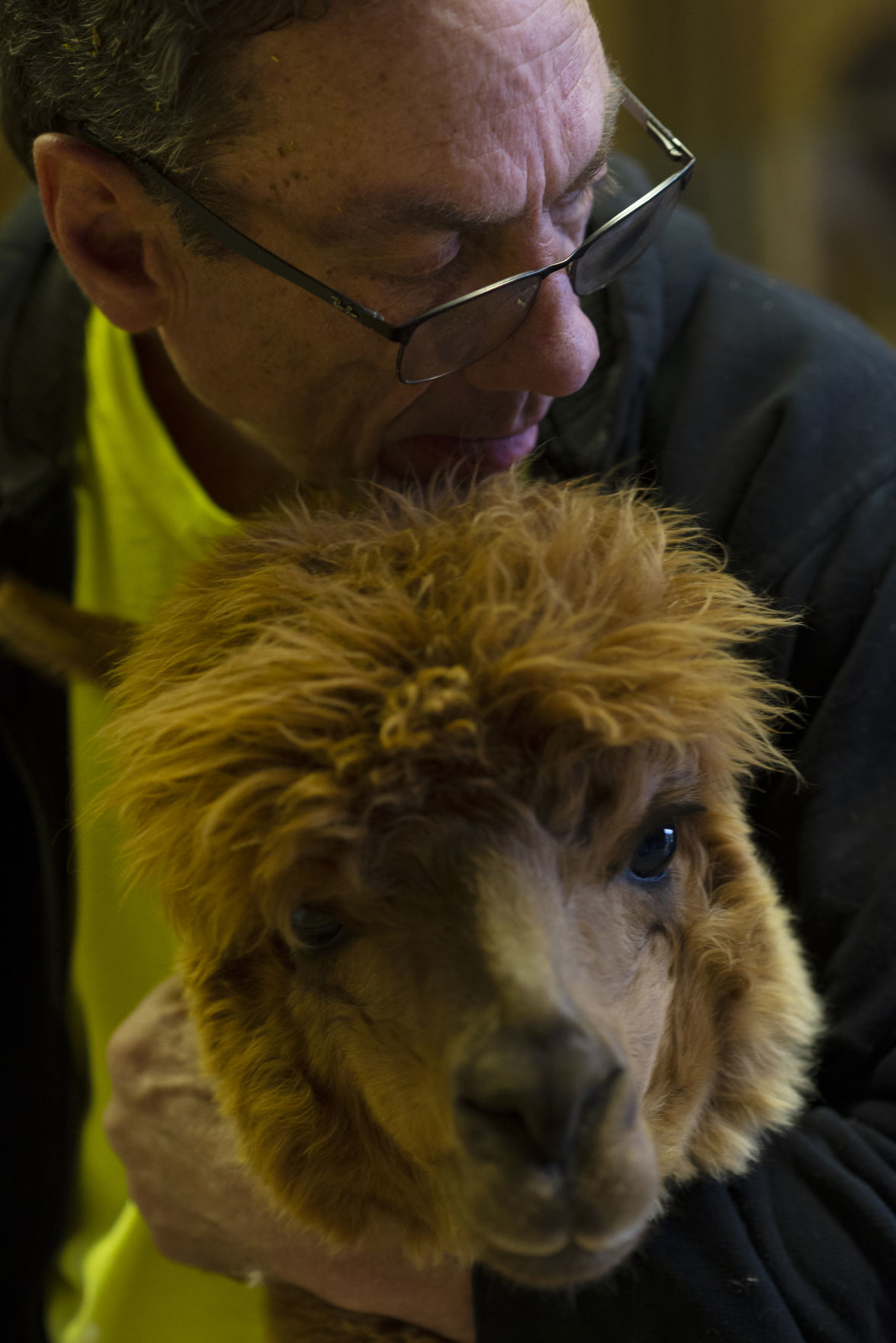 Close shave for alpacas a shear sign of spring | Life & Arts ...