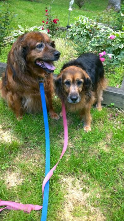 Laws for Paws: Leash laws keep you and your dog safe | Life & Arts ...