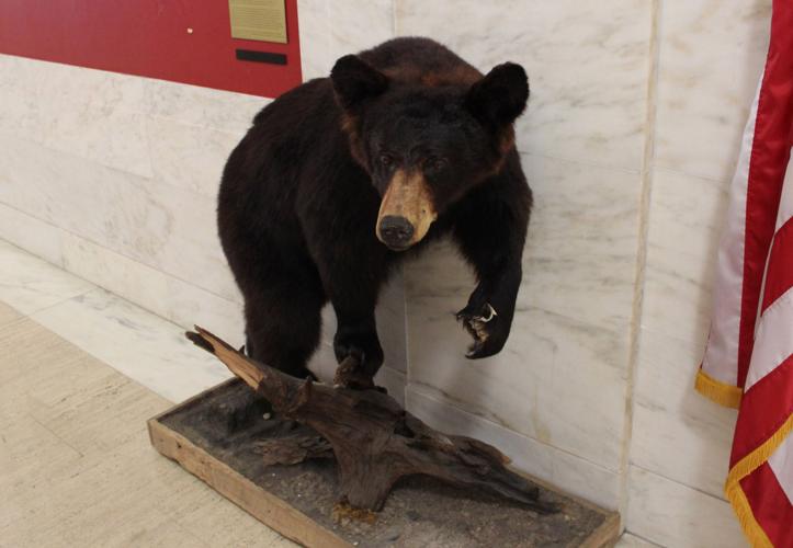 Vandalism of bear at office of attorney general called 'serious crime ...
