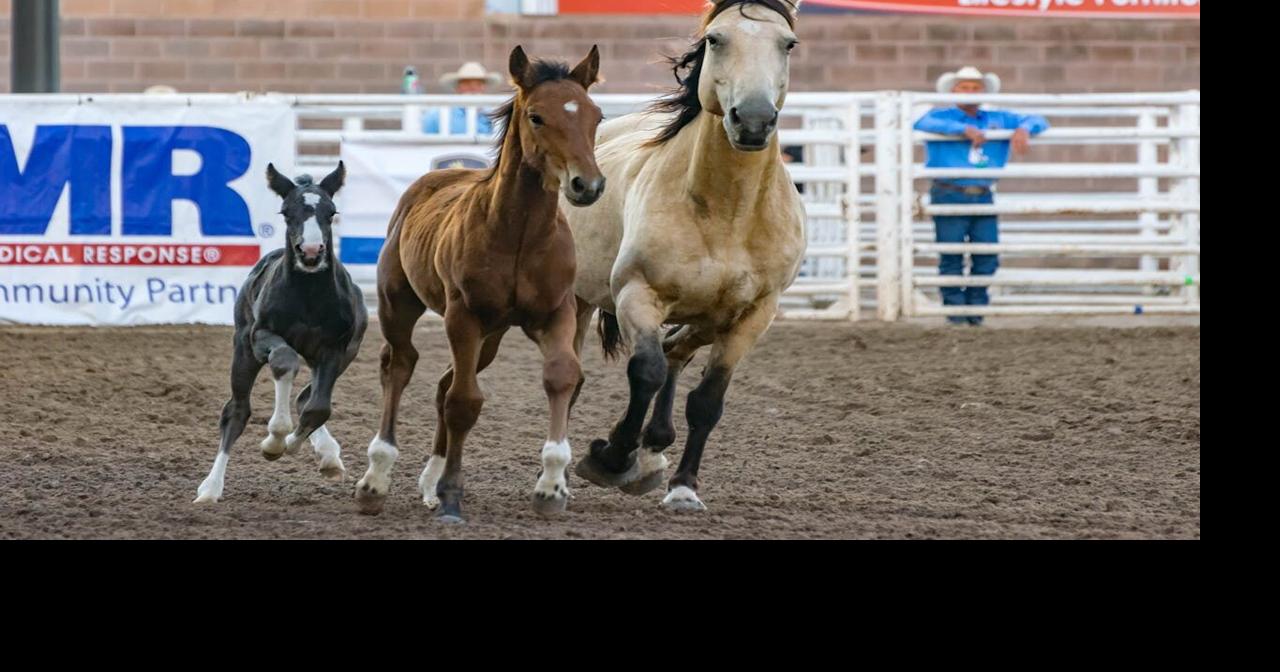 Horse Race Betting 101: How to Bet, Terms to Know, Odds Explained ...