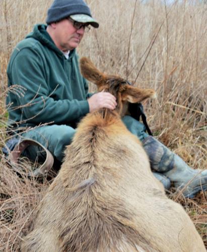 Biologists find it's hard work to keep WV's elk 'online' | Hunting ...