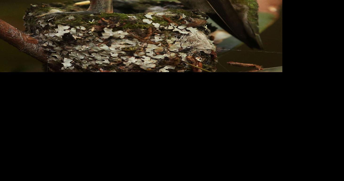 Scott Shalaway: Hummingbirds are coming | Outdoor Pursuits ...