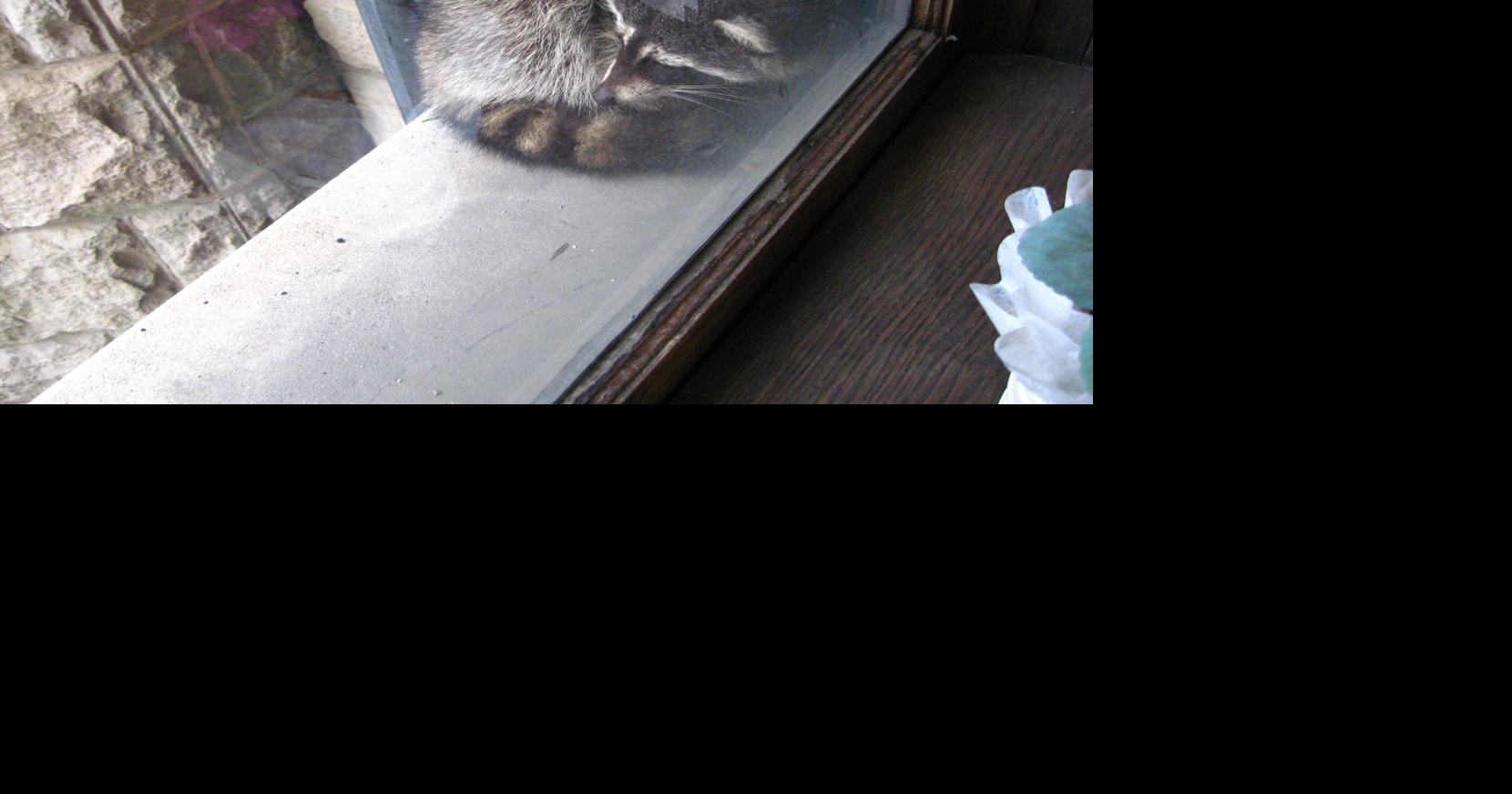 This bandit at the window met with amusement | News | wvgazettemail.com