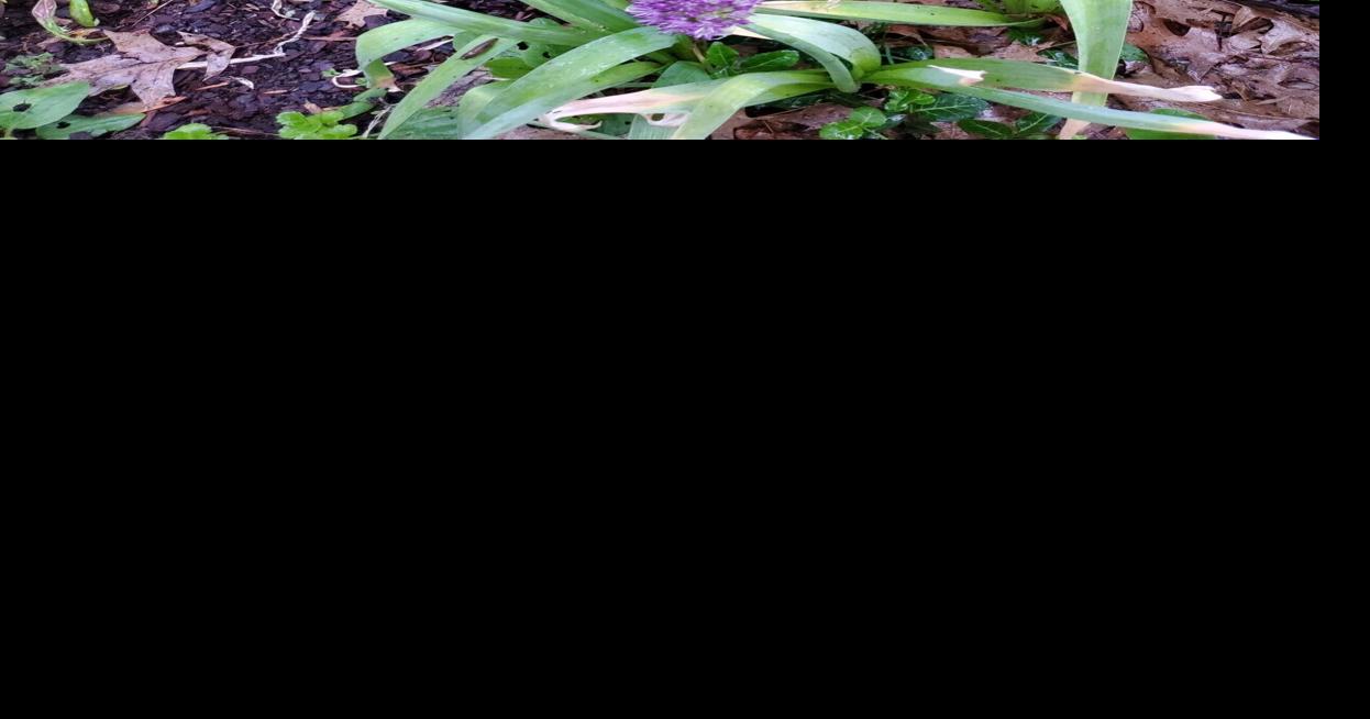 Good 2 Grow: Plan ahead for a display of early spring blooms | Life ...