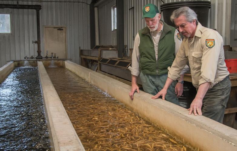 For hatchery workers, raising trout a never-ending process | Outdoor ...