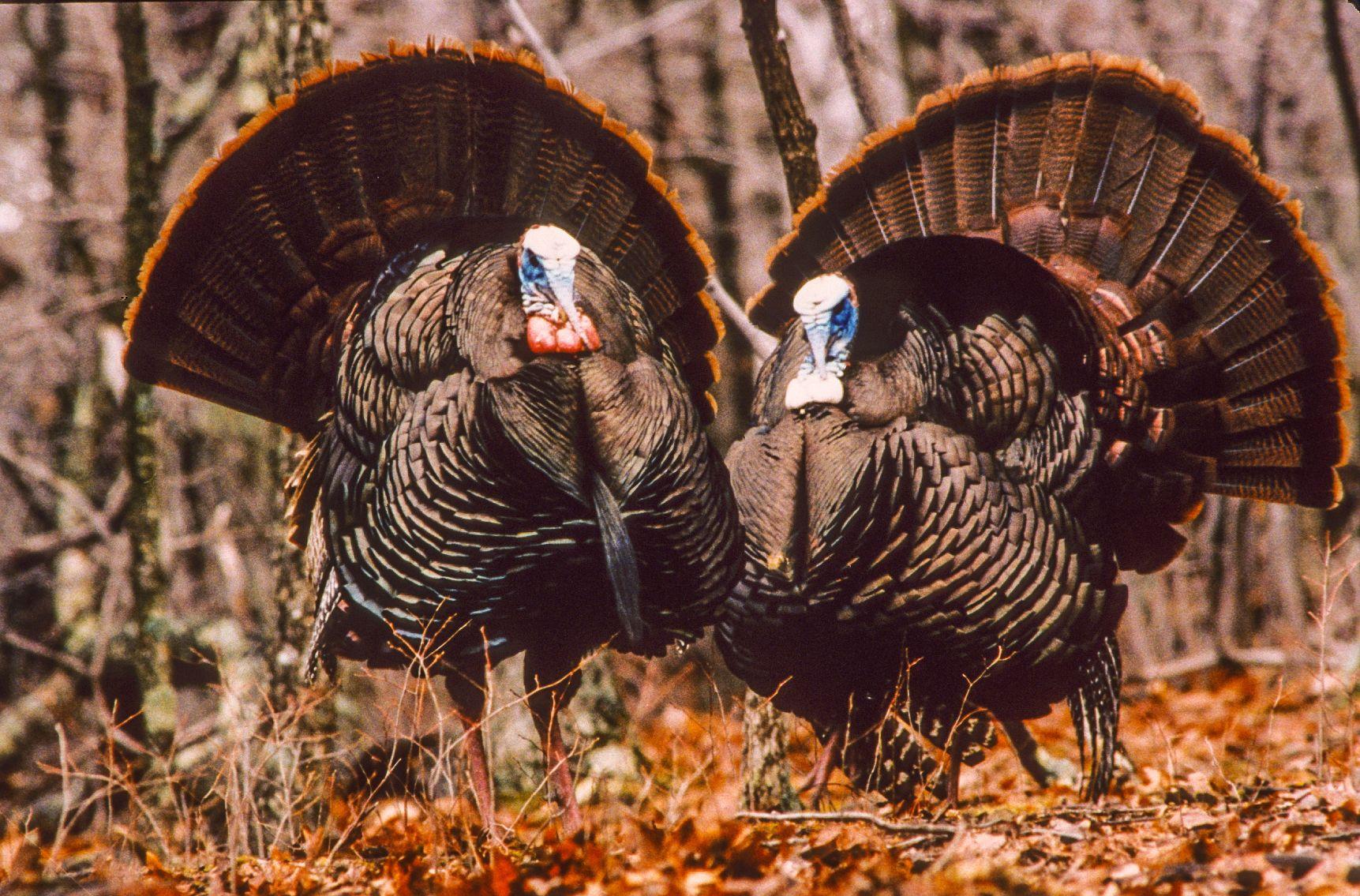 W.Va.’s turkey population still strong despite decline | Outdoor ...