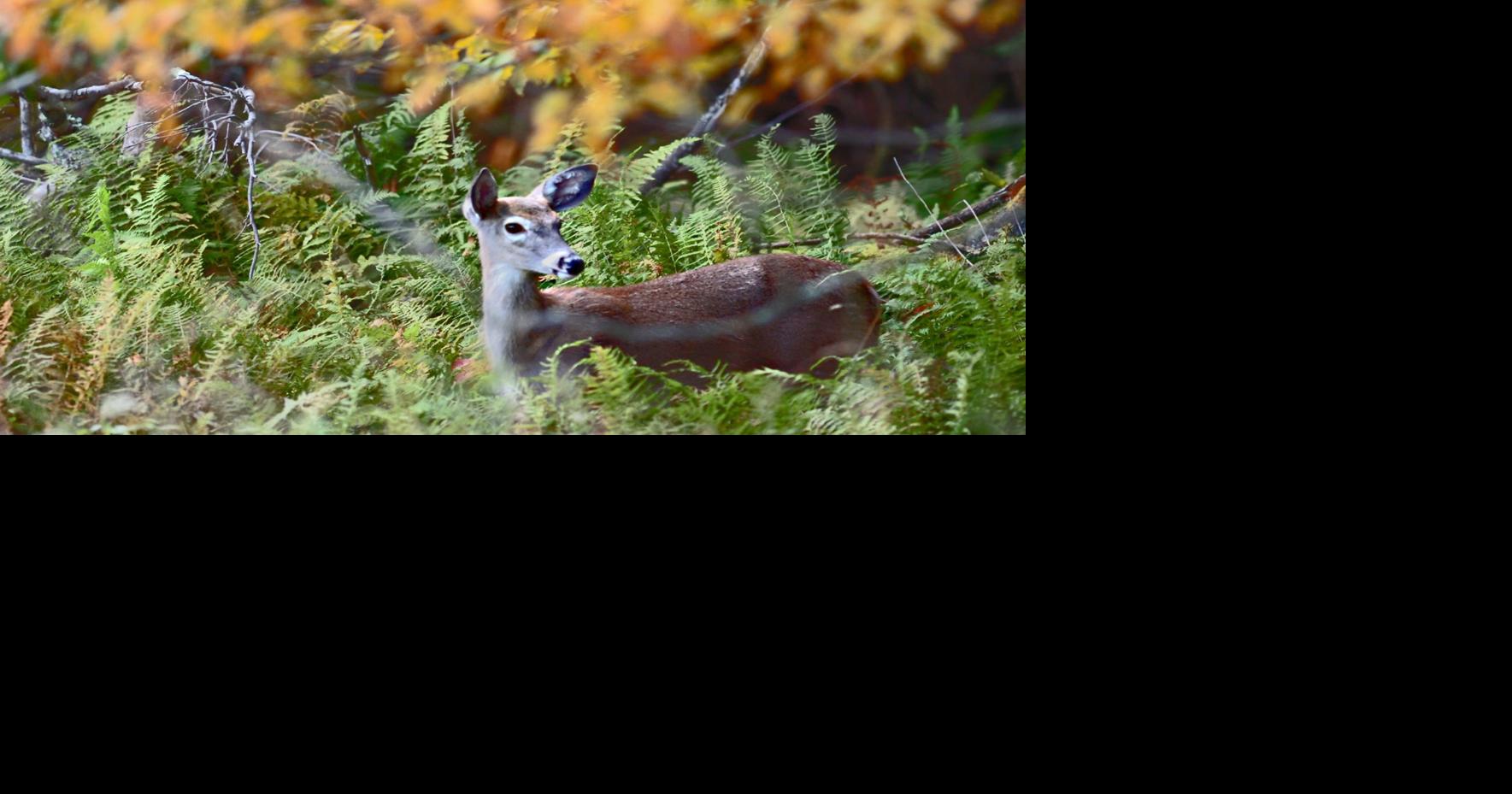 Urban hunts maintain popularity though deer kills remain stagnant ...