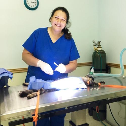 Kanawha animal shelter opens in-house vet clinic to combat ...