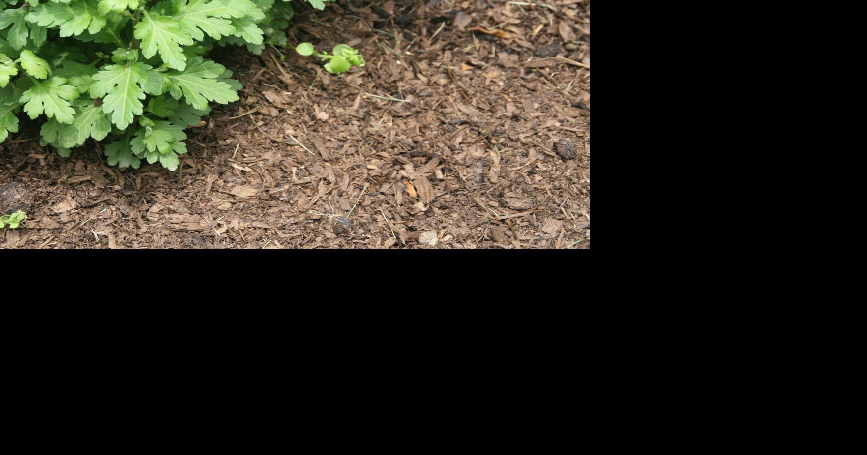 Good 2 Grow: Mulch is a multi-tasker of the garden | Life & Arts ...