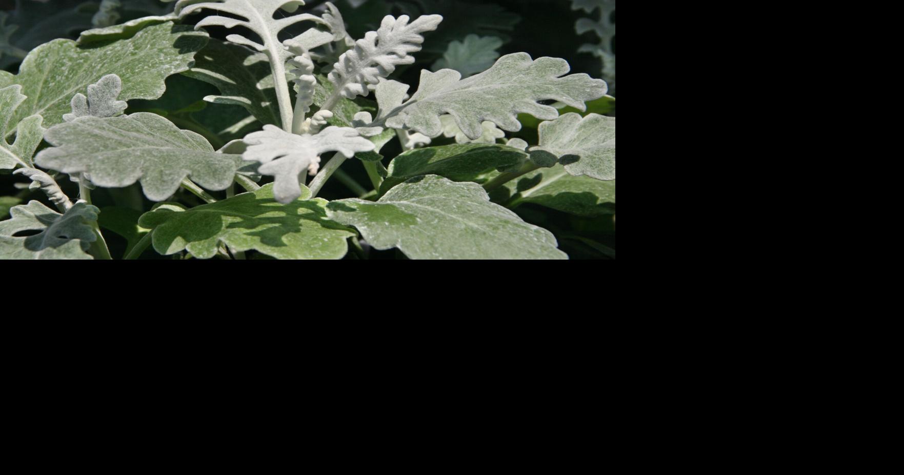 Good 2 Grow: Silver can enhance the jewel tones in your garden | Life ...