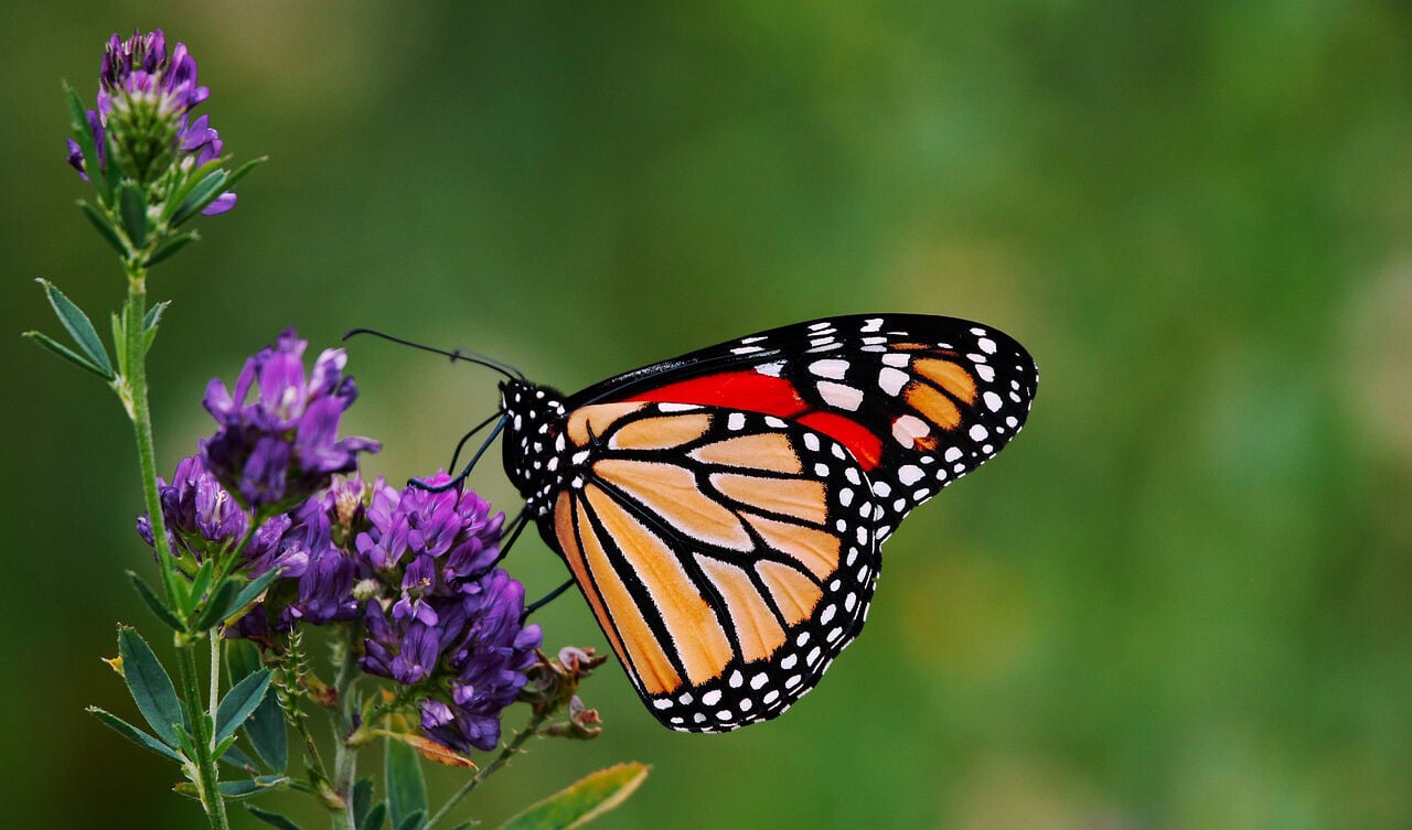 Monarch Butterfly Celebration set for Sept. 12 | Metro Kanawha ...