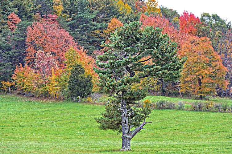 Photos: Scenes from fall in West Virginia | Wild & Wonderful West ...